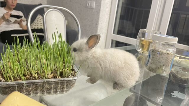 Декоративные кролики