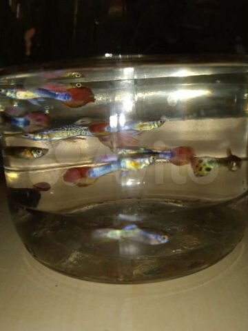 Молодые самцы Гуппи(свое разведение)