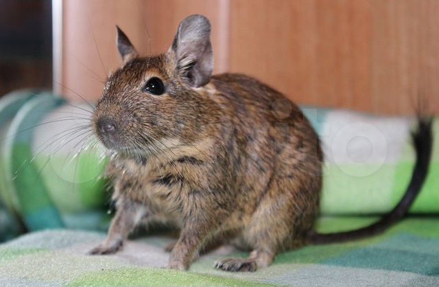 Отдам в добрые руки Дегу