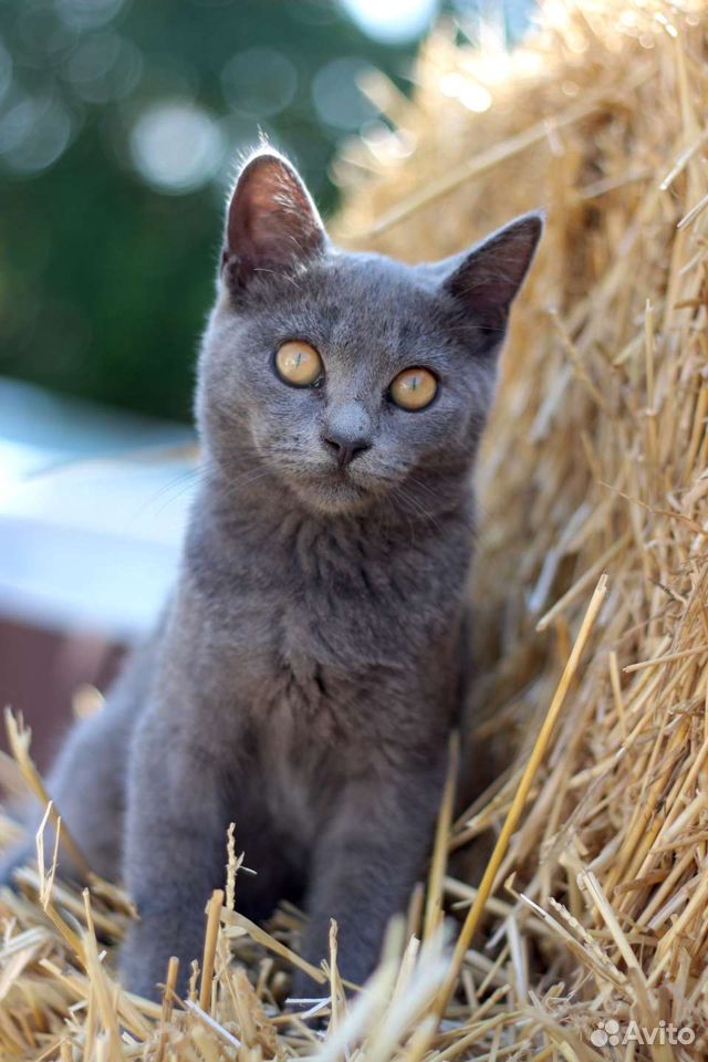 Котик фенотип русской голубой