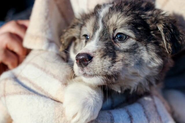 Плюшевая девочка, 2 месяца ищет дом