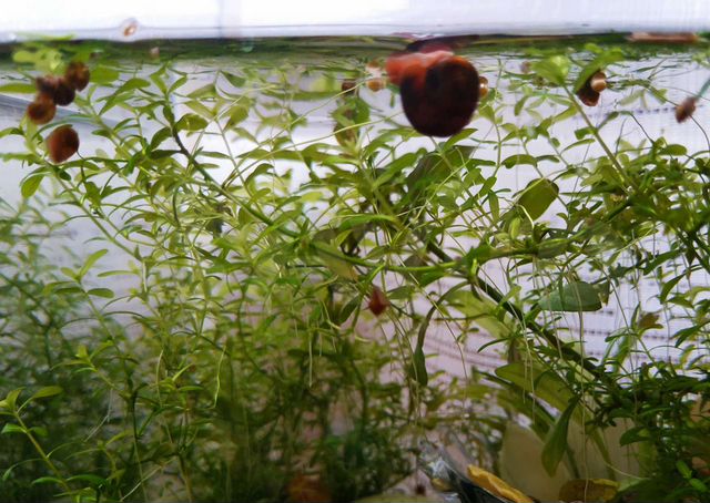 Улитки аквариумные. Ампулярия. Детки