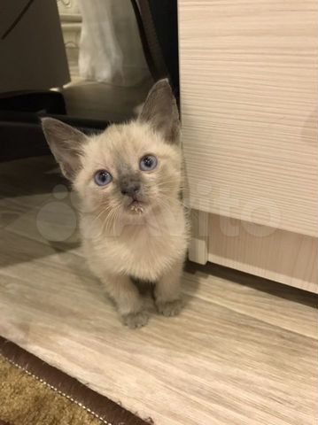 Сиамские котята
