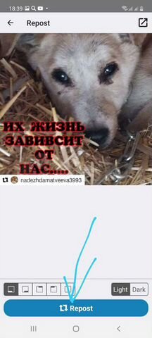 Собака,смертники на усыпление,нужны волонтеры, кур