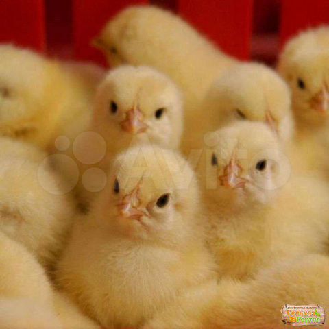 Цыплята бройлеры, индюшата