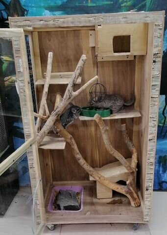 Продам пару шиншил (мальчик и девочка) с витриной