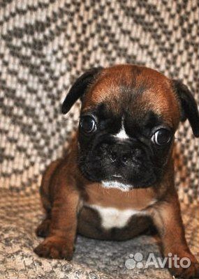 Французский бульдог