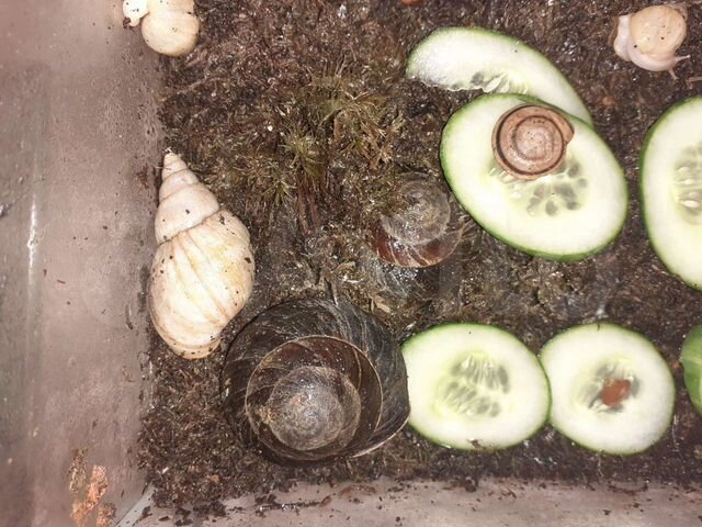 Караколусы Экселенс