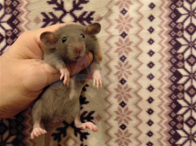 Крысы, крысята девочки - питомник, клетки, гамаки