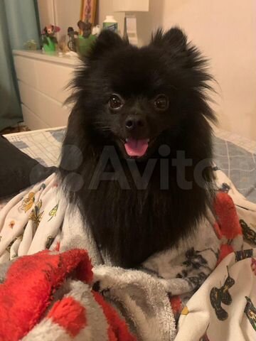 Шпиц кобель ищет подружку