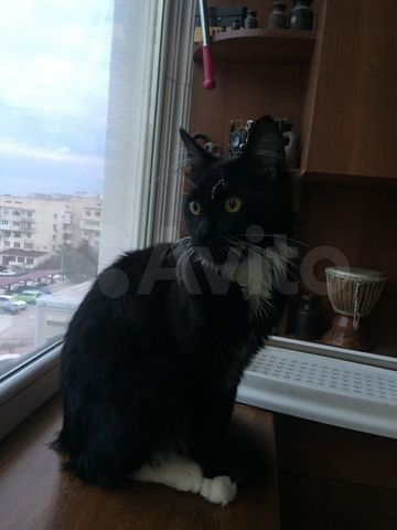 Отдам в добрые руки котенка Мэйн Куна