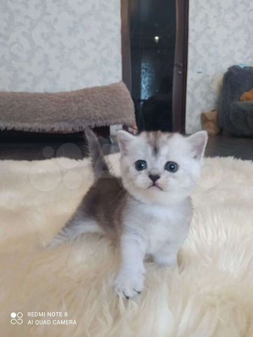 Элитные Чистокровные Шотландцы