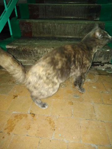 Кошка найдена в подъезде