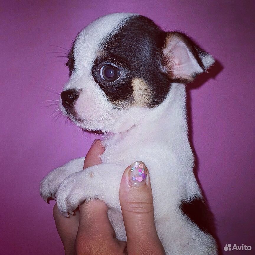 Кукольные микро малыши короткие мордашки (беби фей