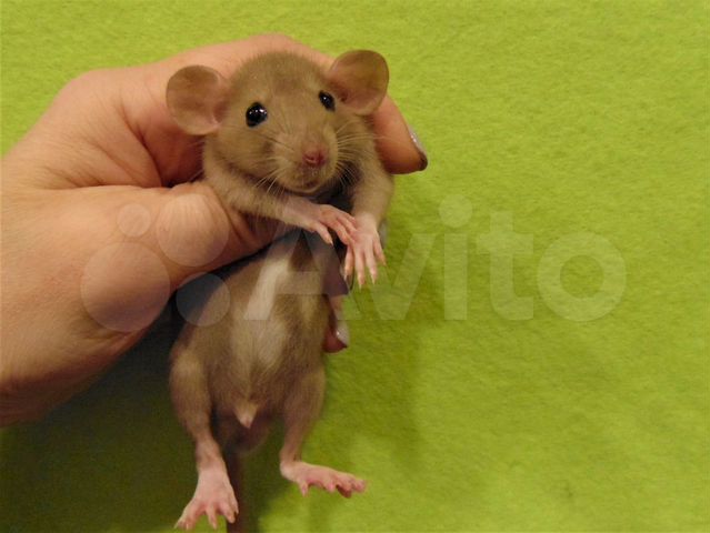 Крысы, крысята - мальчики - питомник. клетки