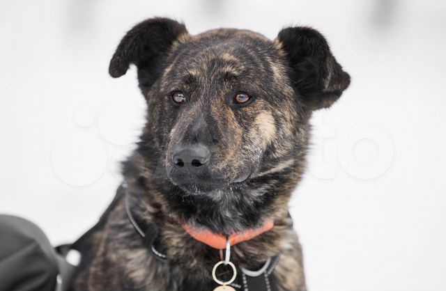 Собака в дар метис хердера