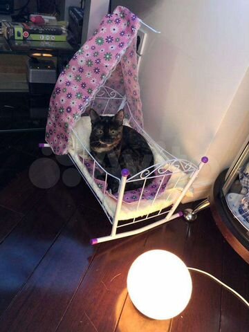 Черноглазка для мистической хозяйки