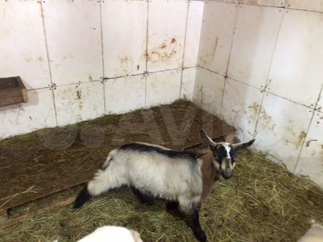 Продаются козлики и козочки