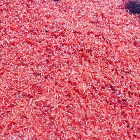 Кормовой мотыль