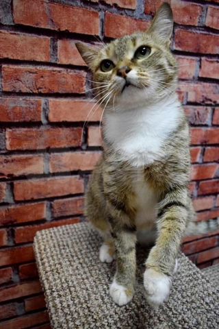 Кошечка Полли 1,5 года ищет дом