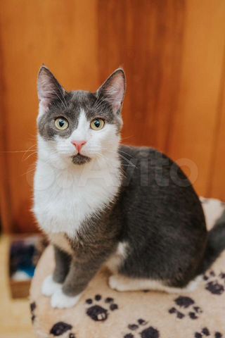 Котёнок Мушка