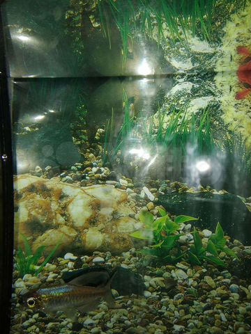 Рыбка Конго бесплатно