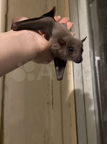 Нильский крылан