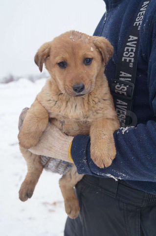 Щенок в добрые руки