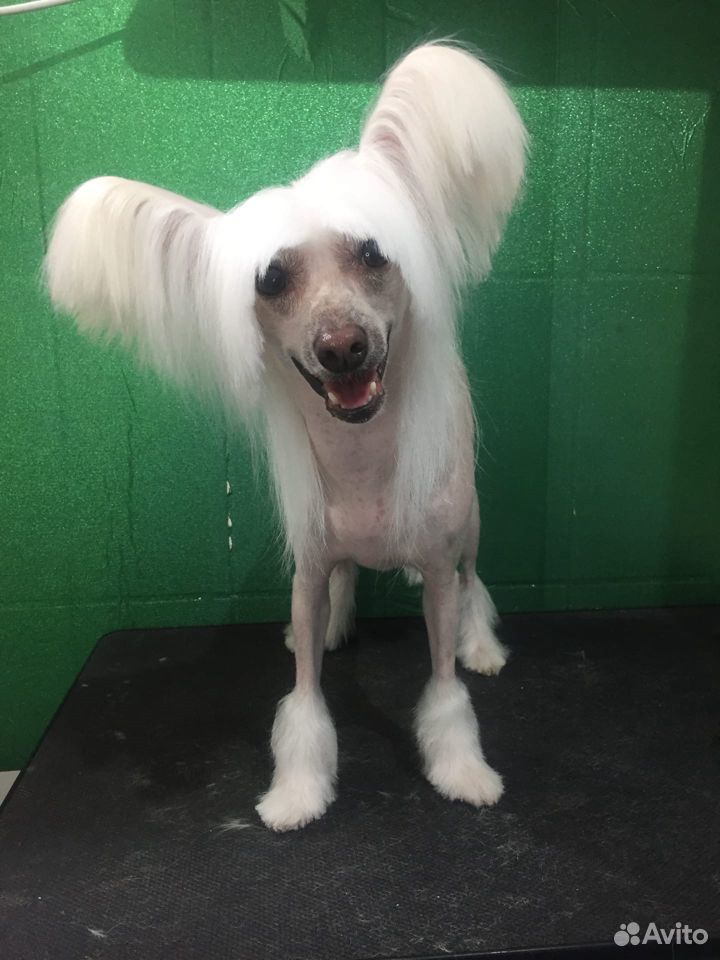 Отдам собаку (девочку) породы китайской хохлатой