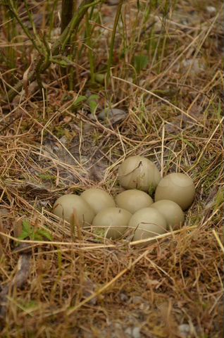 Инкубационное яйцо фазана,цесарки
