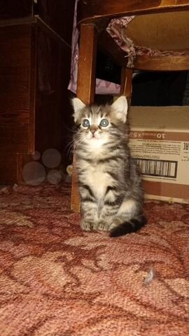 Малышка ищет хозяина