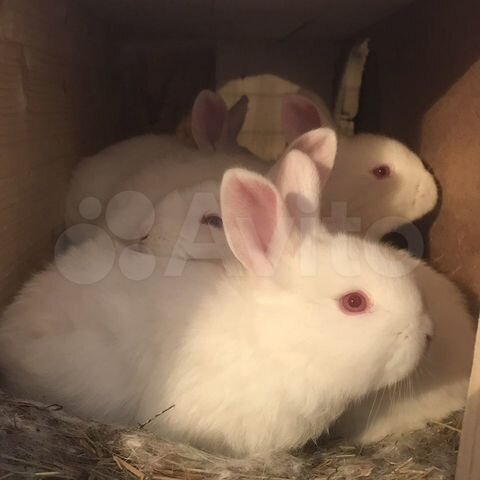 Кролики Белый Панон