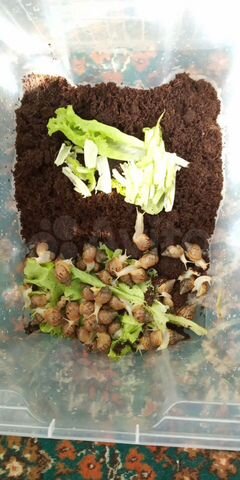 Улитка Ахатина