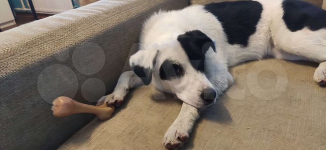 Собака, собачка, пёс, щенок