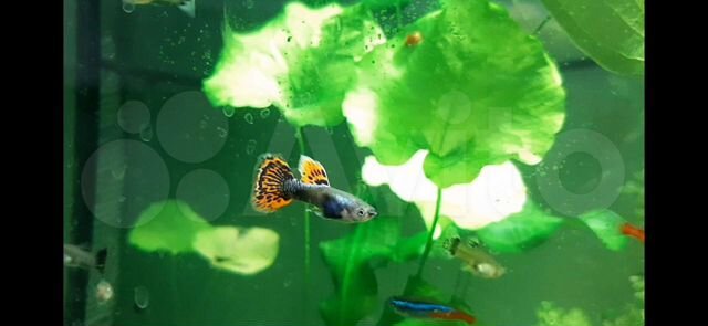 Гуппи Гвоздики 10шт