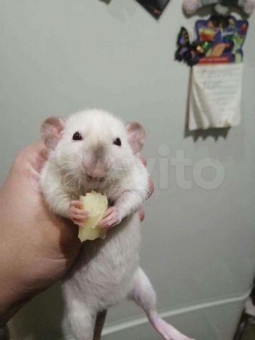 Крысятки сиамские дамбо