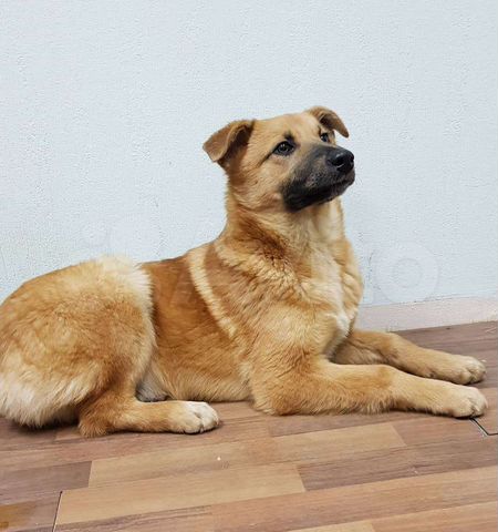 Собака Фиби